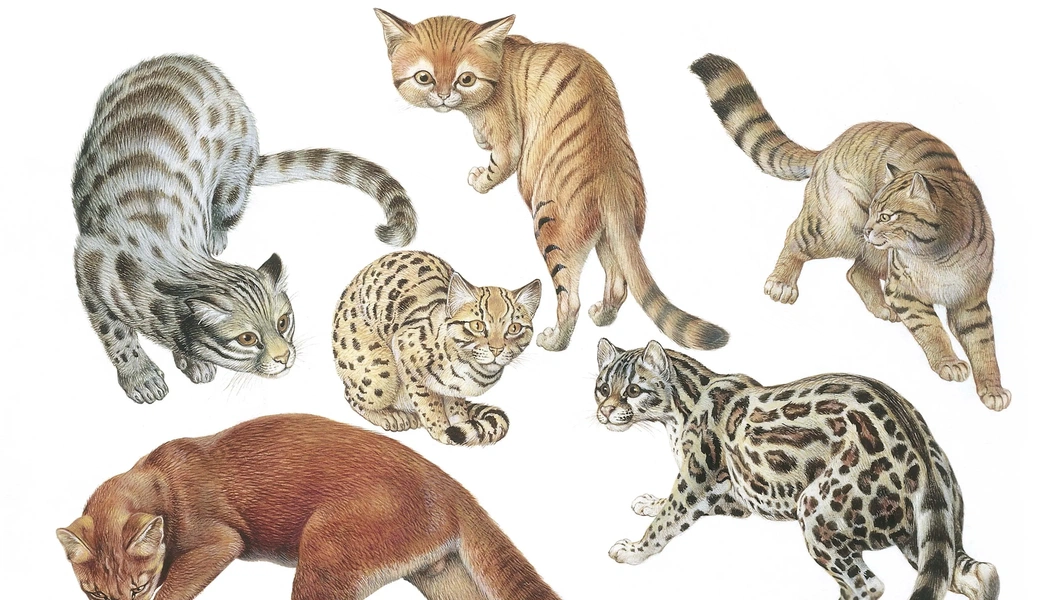 Inside the wild world of the cat family