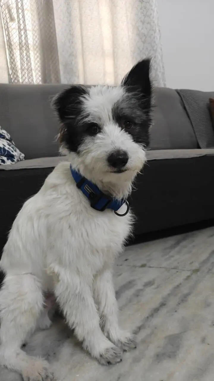 Meet rescue dogs who found their forever families