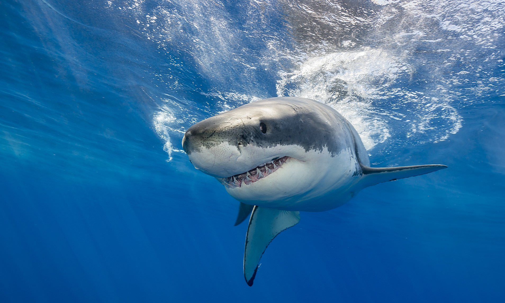 Man dies after shark attack in Far North Queensland