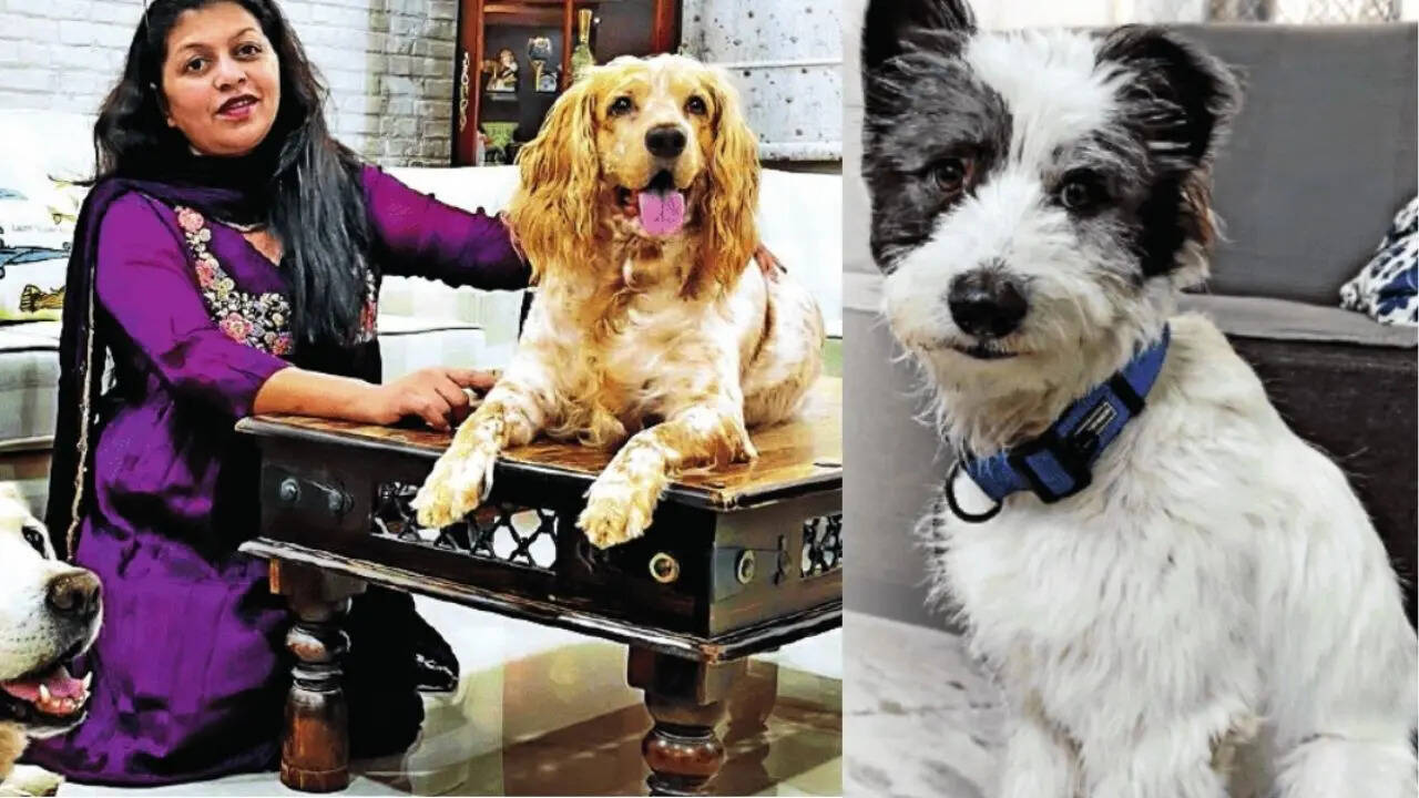 Meet rescue dogs who found their forever families