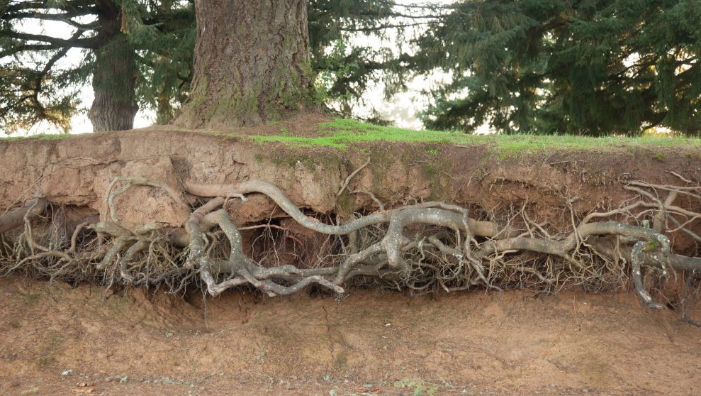 Smart tree planting to avoid root trouble