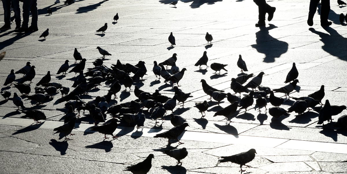 La città con più piccioni in Italia: sono circa 200mila, potrebbero ...