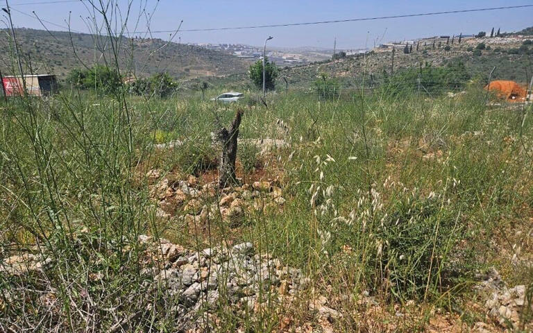 Citing security, IDF appears to sharply accelerate uprooting of West ...