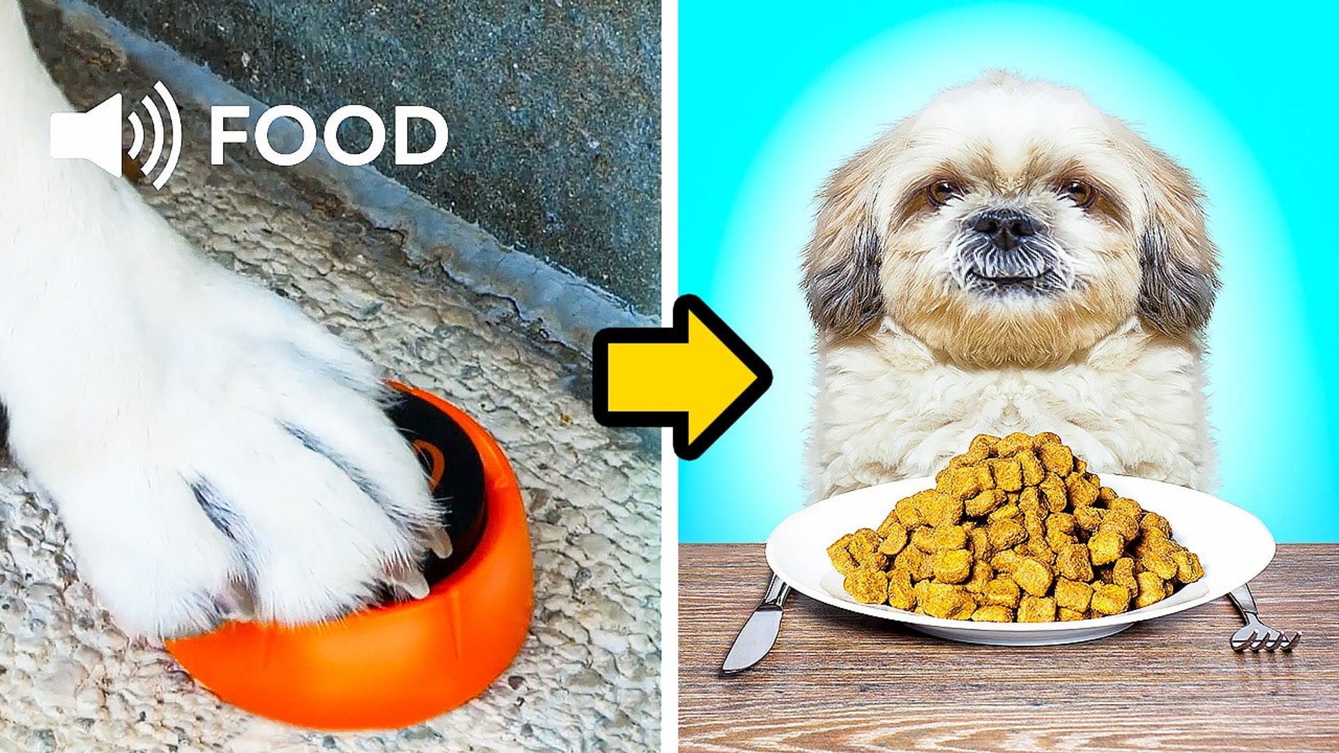 Innovative solutions for happy pets | Smart gadgets and creative hacks
