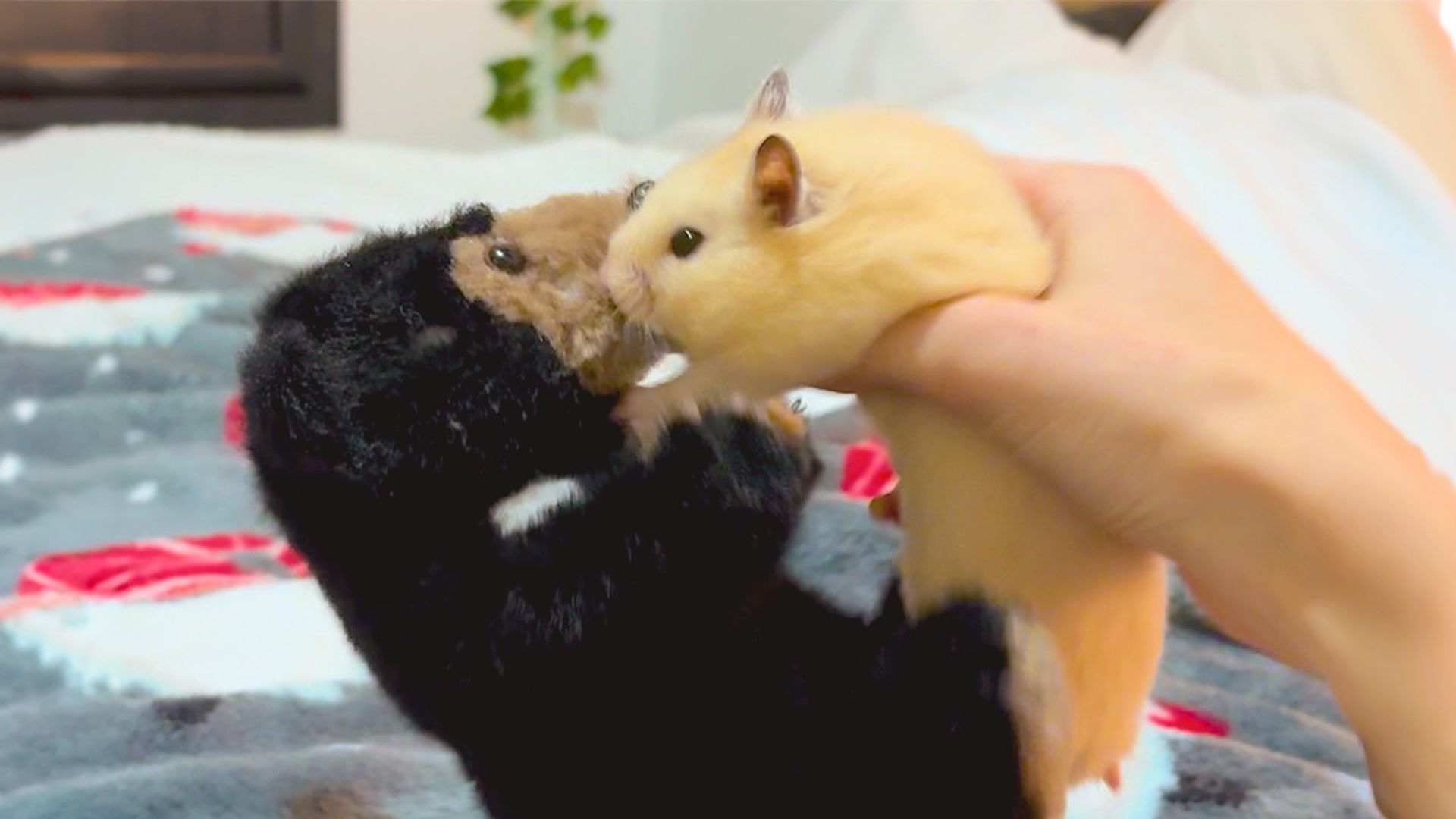 Hamster fights his mom’s teddy bear every day because it’s from her ex