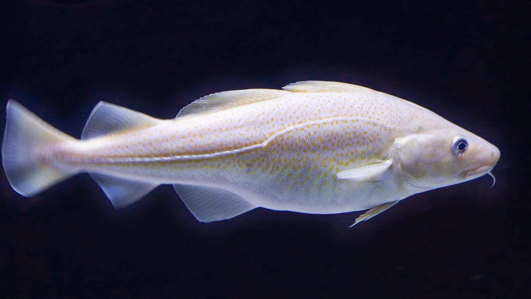 Master the art of cooking cod at home