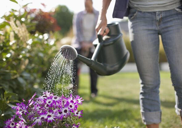 Best time of day to water your plants to avoid killing them - and it's ...