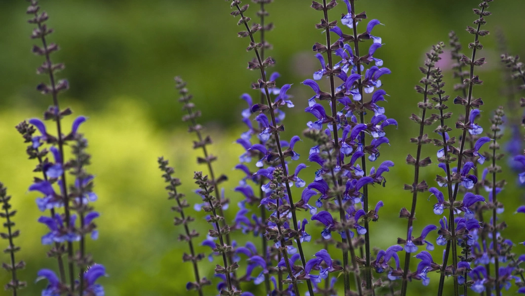 Salvia secrets for a thriving summer garden