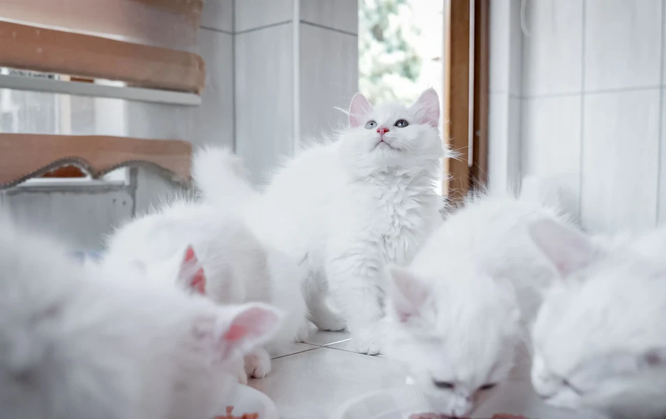 Keeping the peace in multi-cat homes