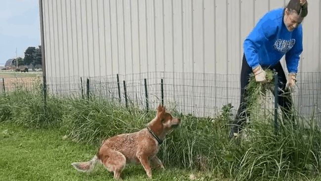 Pooch unleashes inner gymnast with incredible acrobatic stunt