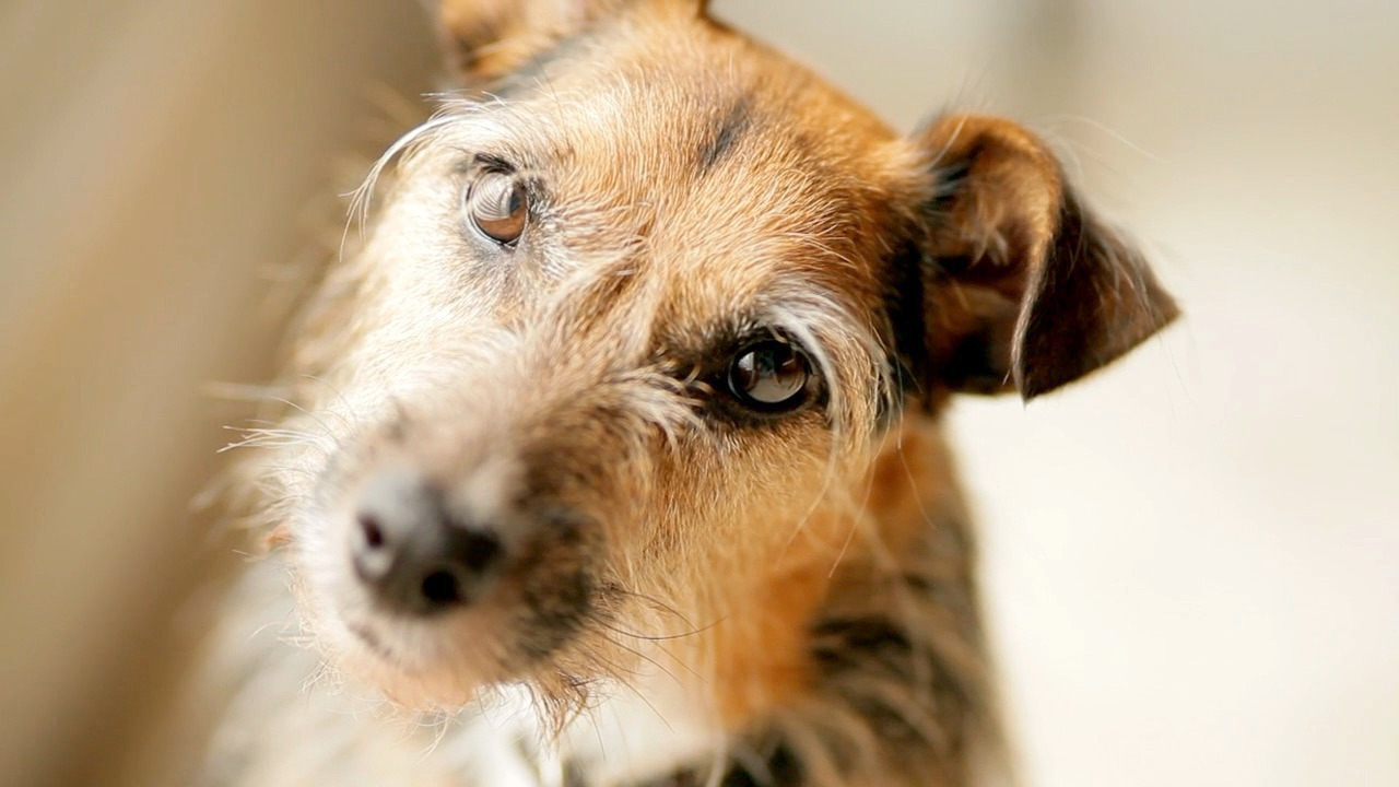 Why are dogs' brains growing bigger? Scientists are puzzled