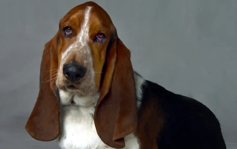 Basset hound life from nose to tail