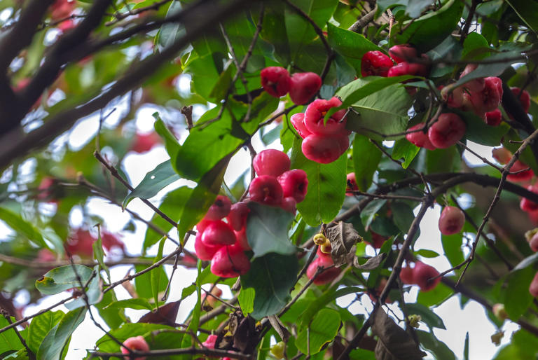 Hong Kong villager steps up 'adopt a tree' bid amid Northern Metropolis ...