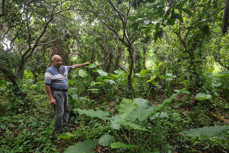 Hong Kong villager steps up 'adopt a tree' bid amid Northern Metropolis ...