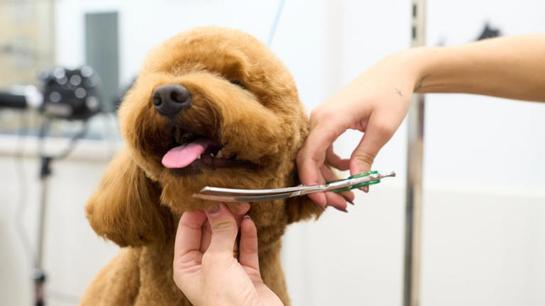 Ni se te ocurra cortarle el pelo a tu perro en temporada de calor: es ...