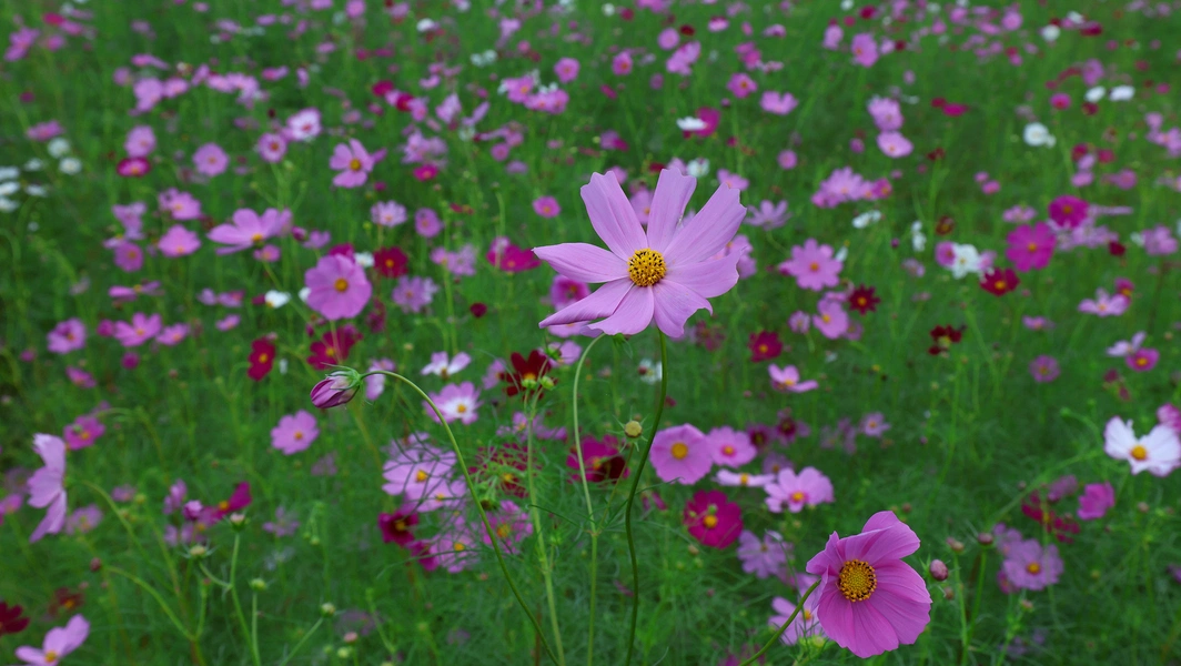 Grow cosmos like a garden pro