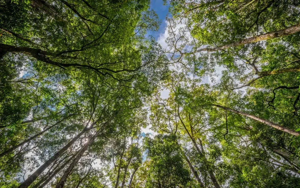 Forest escapes that blend luxury and nature