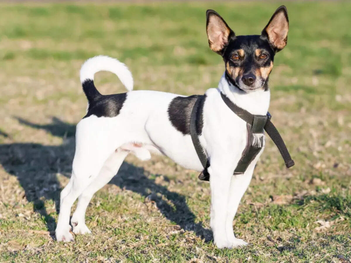 5 dog breeds known for hunting and chasing snakes