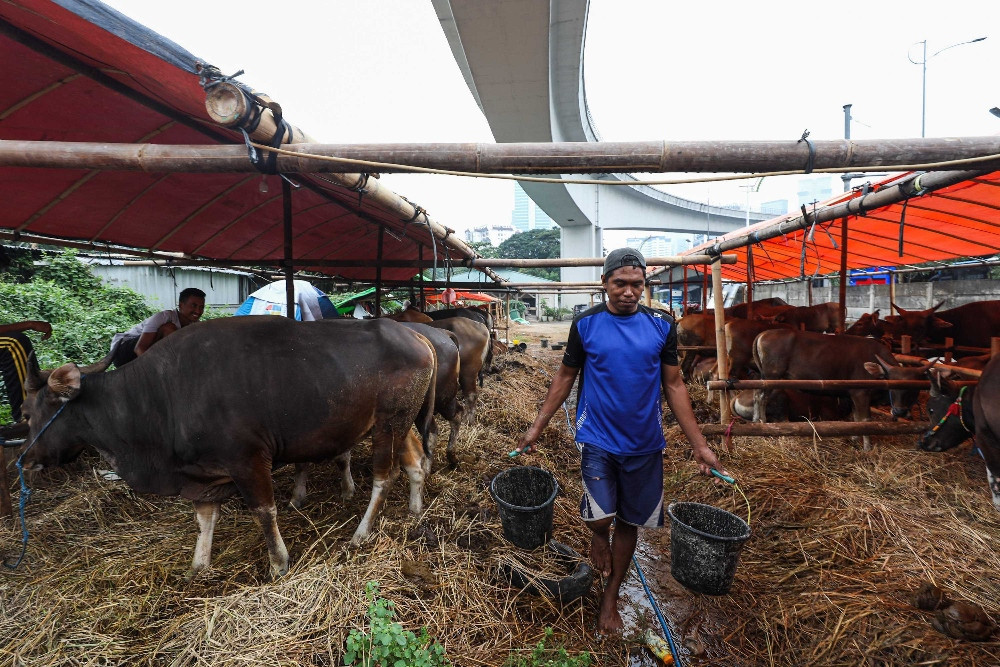 Stok hewan kurban Iduladha 2026 surplus 891.000 ekor, kambing-domba ...