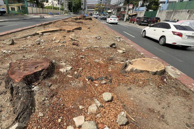 Wrap: Manila trades dwindling tree cover for expressway project