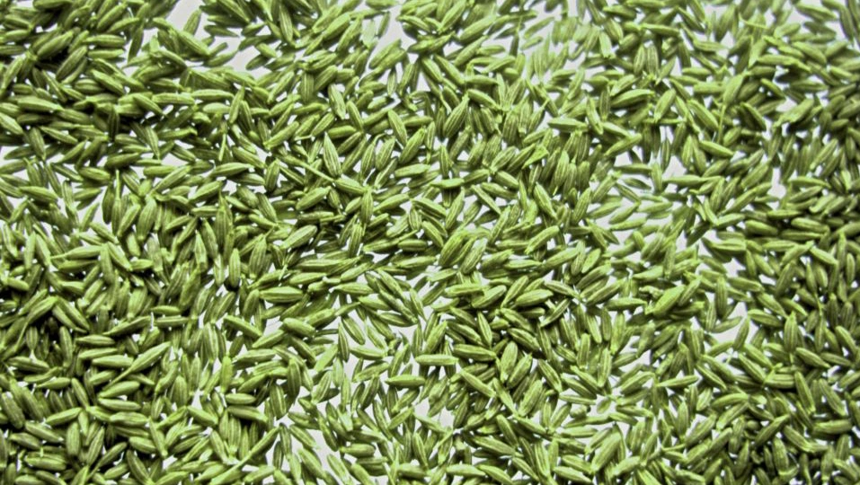 Cumin secrets every home cook should know