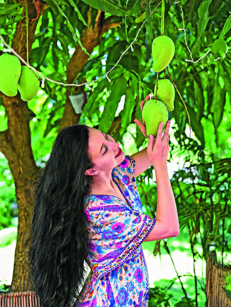 From orchard to doorstep: Urban India wants traceable mangoes
