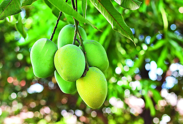 From orchard to doorstep: Urban India wants traceable mangoes