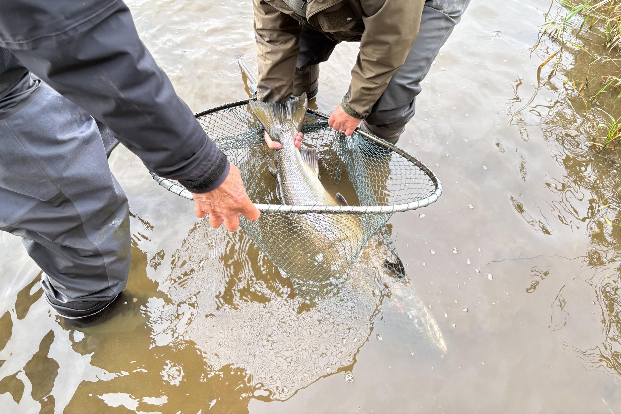 River Tweed angler lands a whopper in Northumberland and reels in ...
