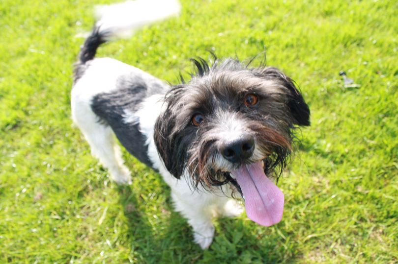 RSPCA warning to dog owners over common mistake using damp towels in ...