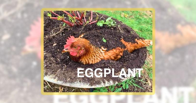 Cozy coop scroll made of 25 cute chicken memes