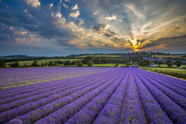 Kent’s lavender escape set to launch 2026 season