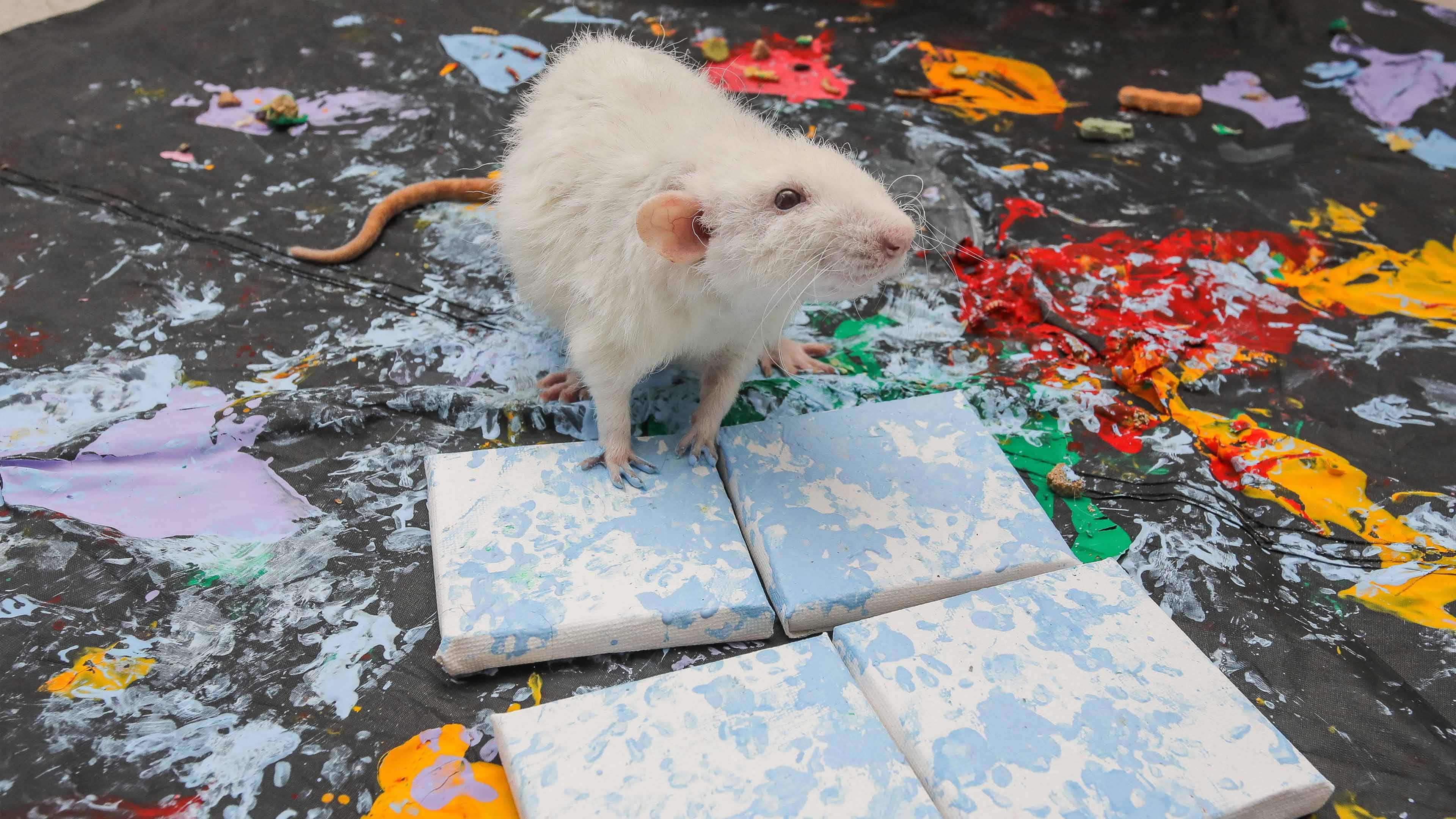 Student makes £3k selling art painted by rats for up to £50 a piece