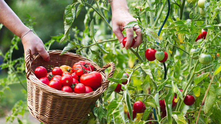 Stop making this tomato-growing mistake: It could encourage disease