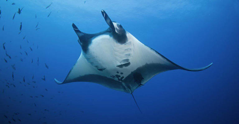 New footage shows remoras invading manta rays