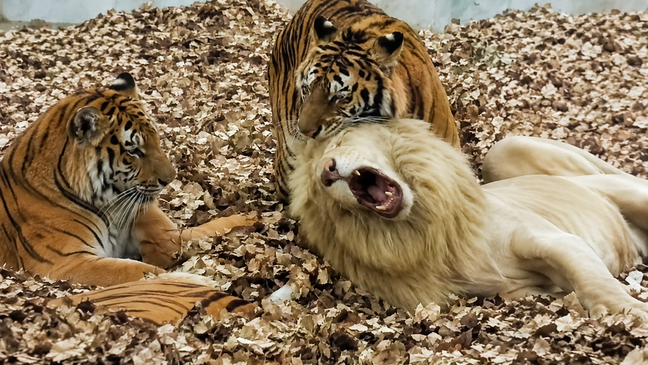 I filmed a tiger playing with a lion up close and caught an unexpected ...