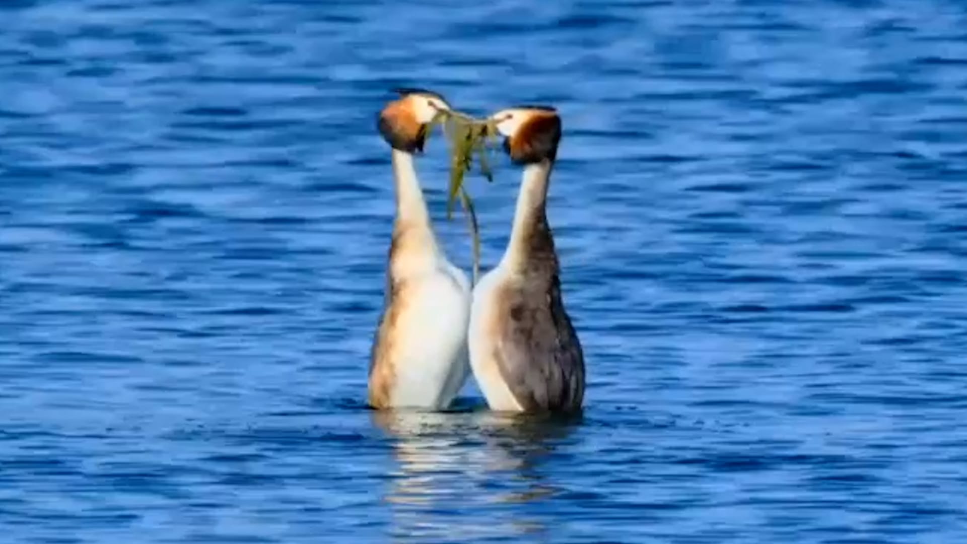 Great crested grebes perform mesmerising courtship dance on Inner ...