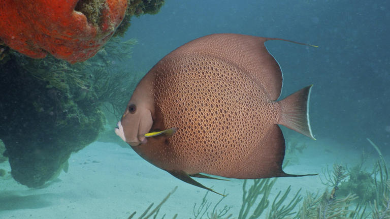 This Florida park by Palm Beach is a surreal snorkeling paradise with ...