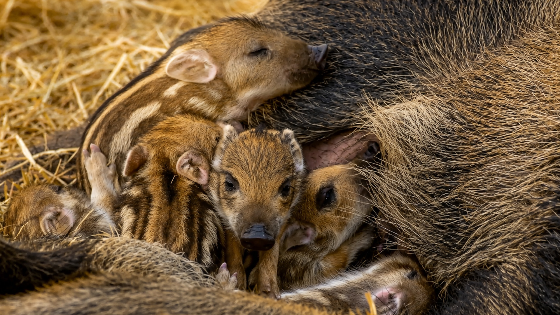 Imagem de vida selvagem mostra mãe javali cuidando dos filhotes