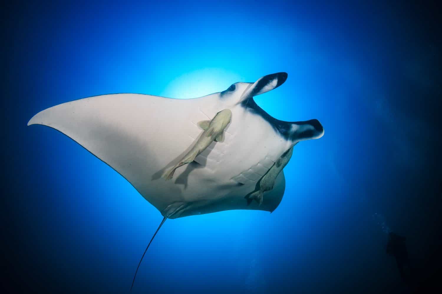 New footage shows remoras invading manta rays