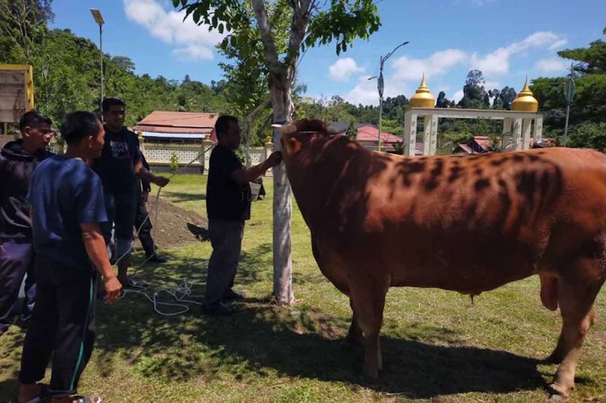 Presiden Prabowo sumbang sapi kurban berbobot 1 ton lebih untuk ...
