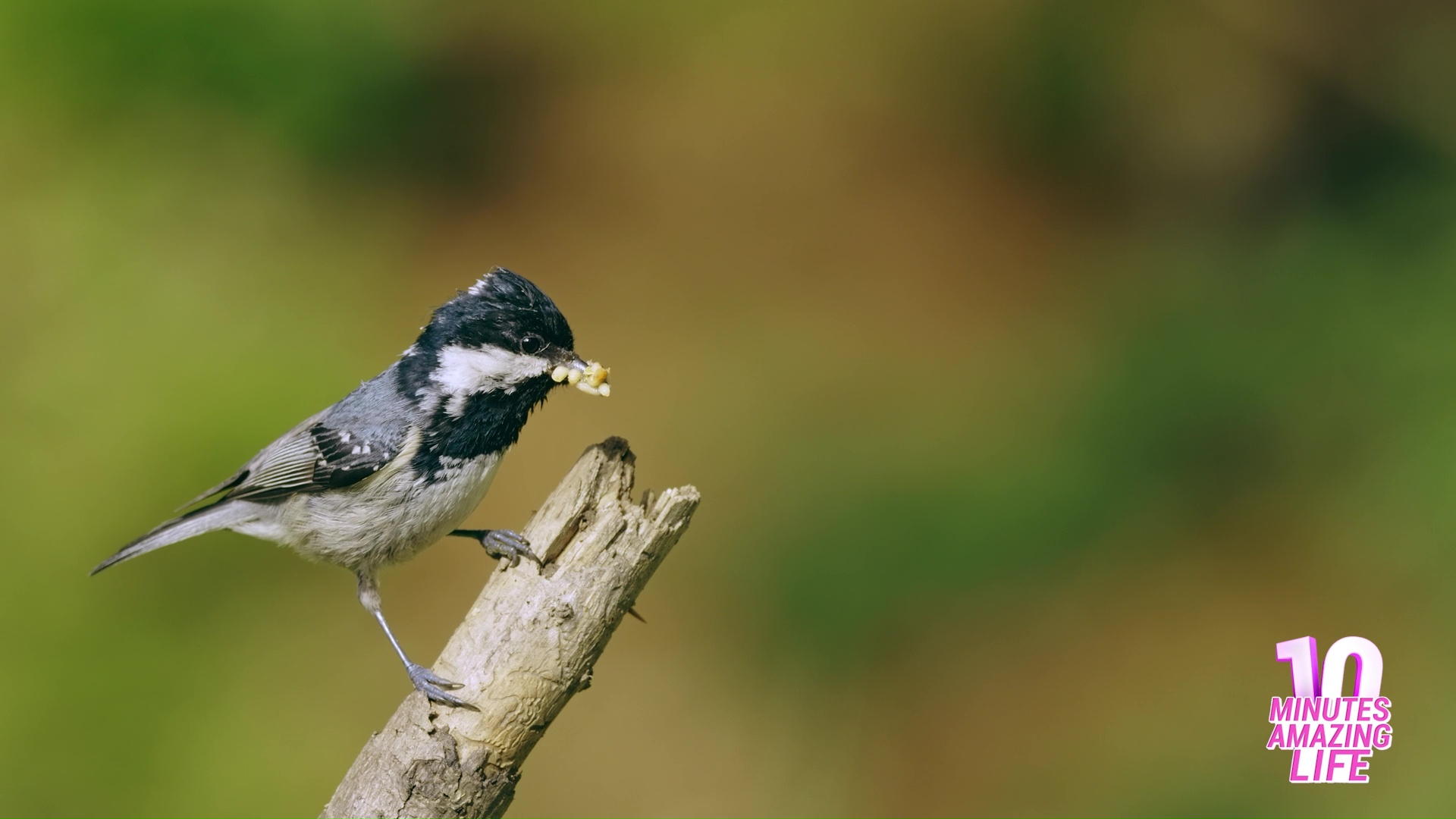 Coal tit carrying food back to hungry nestlings