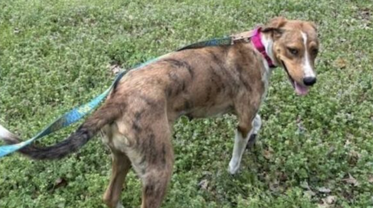 Snuggly young dog searching for family after being rescued as pregnant ...