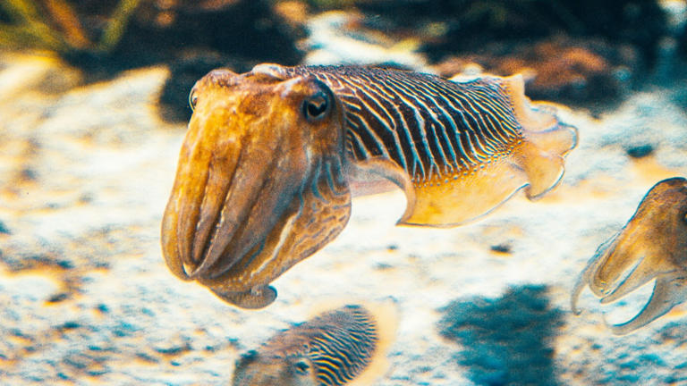 Cuttlefish just passed the marshmallow test — waiting patiently for a ...