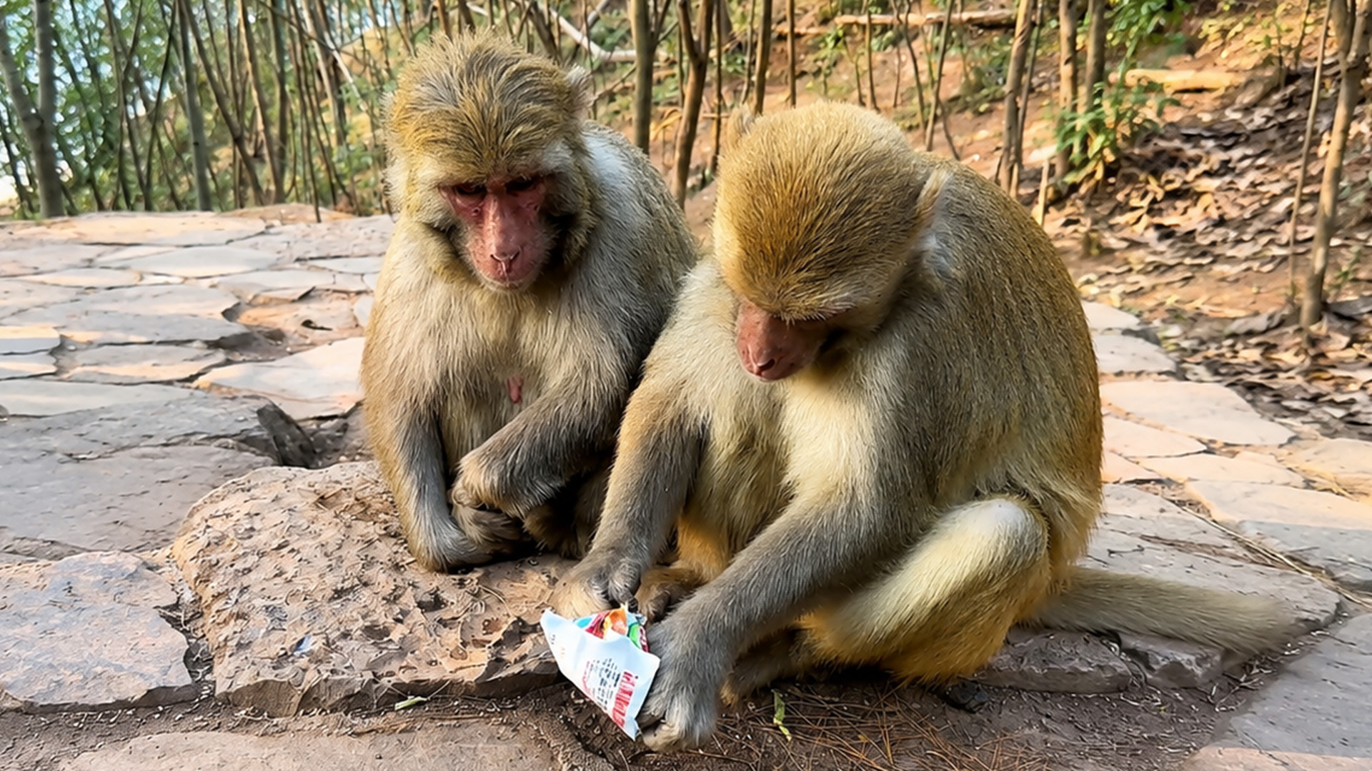 The monkeys look curious after getting bread from nearby humans