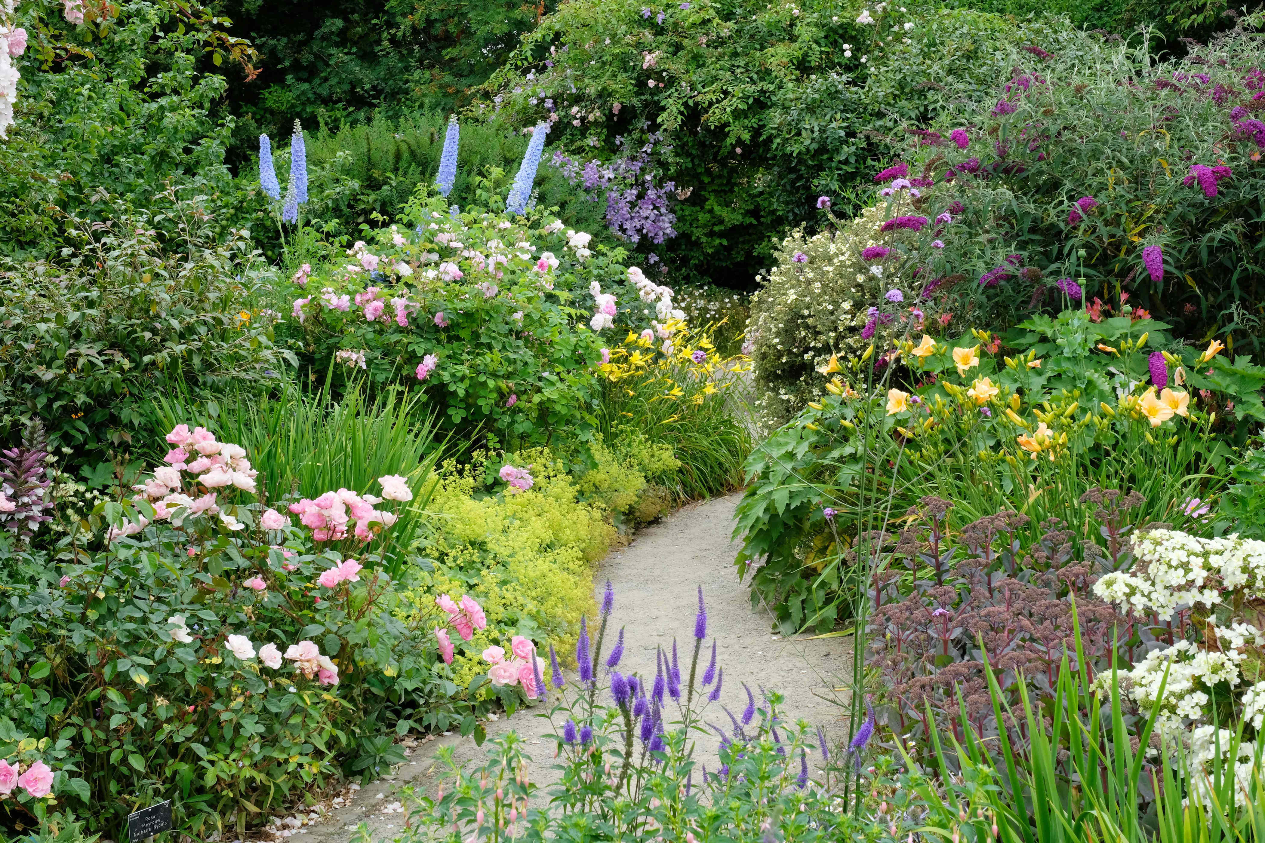 12 perennials you’ll never regret planting—whether you’re a beginner or ...