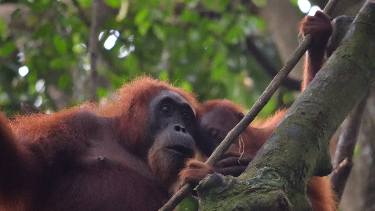 10 underrated wildlife destinations in Asia that are less crowded than ...