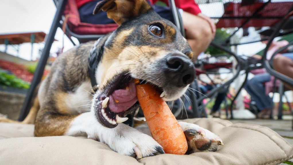 Smart pet food choices for healthier, happier fur babies