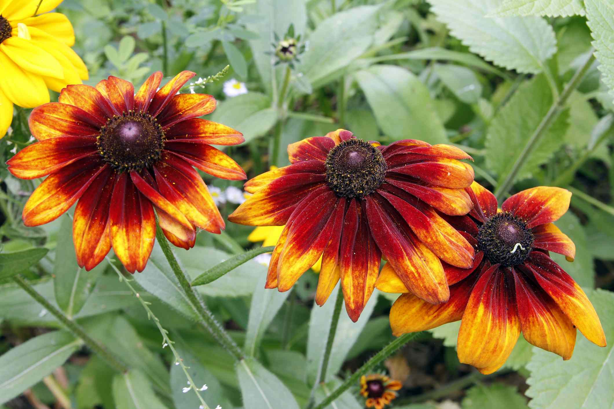 6 drought-tolerant flowers that self-seed for endless blooms
