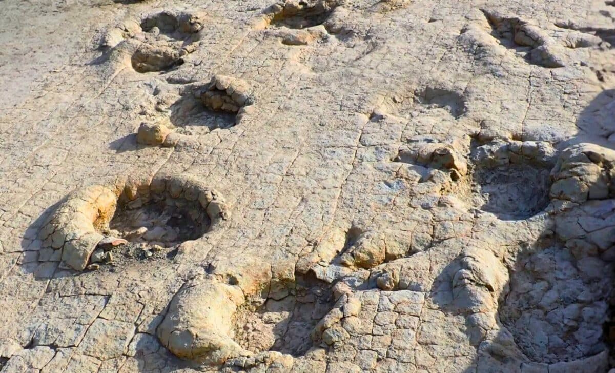 Giant dinosaur footprints in Mongolia reveal a lost predator-and-prey ...