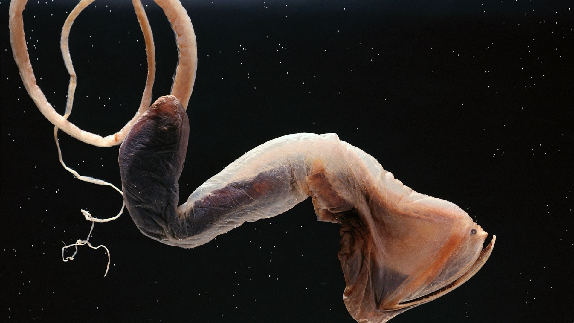 The most bizarre deep-sea creatures of all time